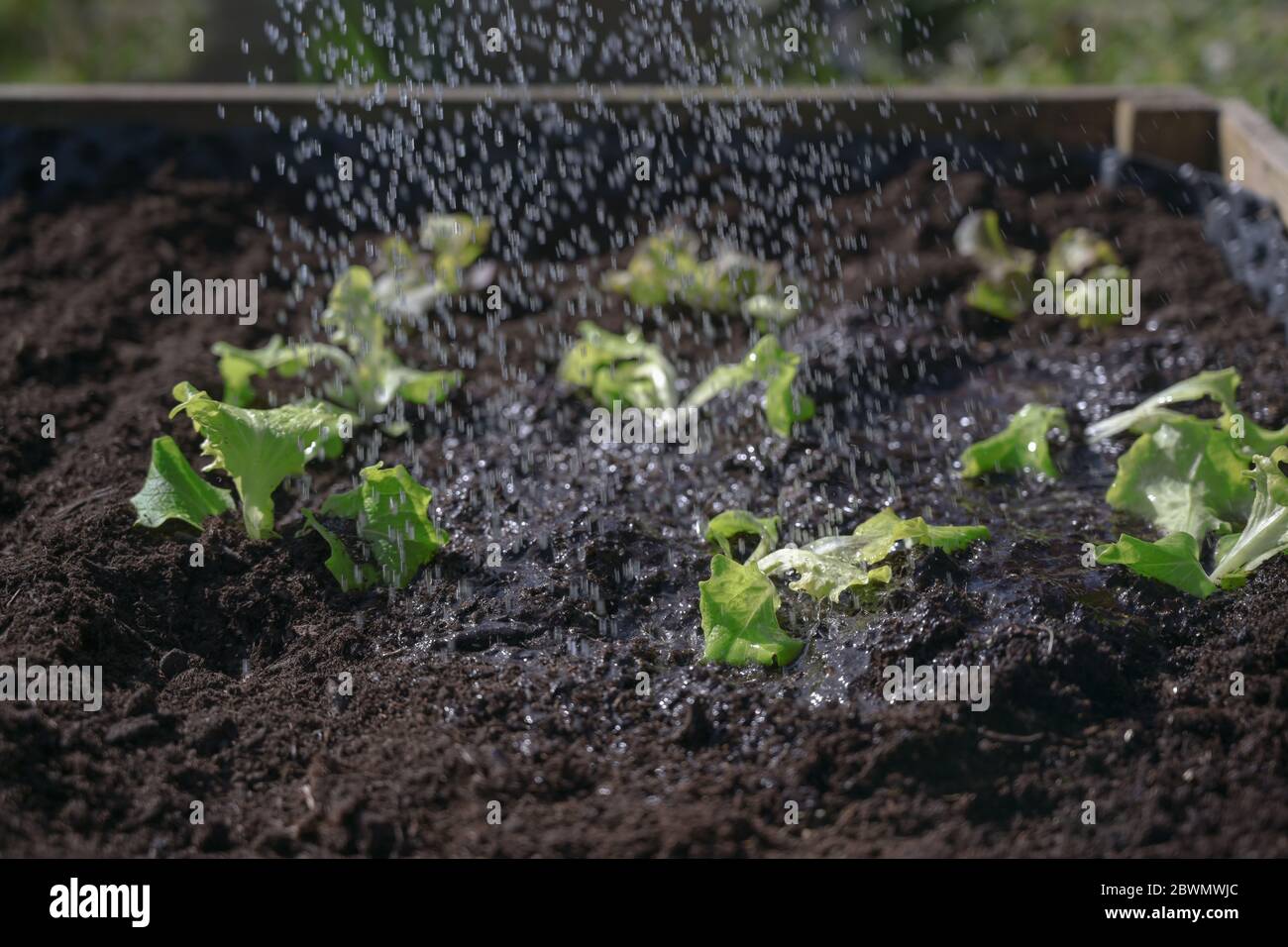 Soil patch hi-res stock photography and images - Alamy