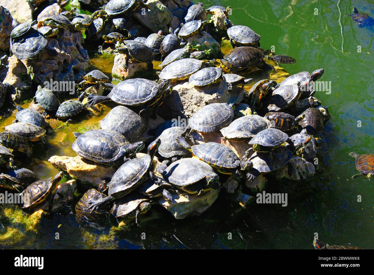 Lake with turtles in the National Gardens of Athens in Greece Stock ...