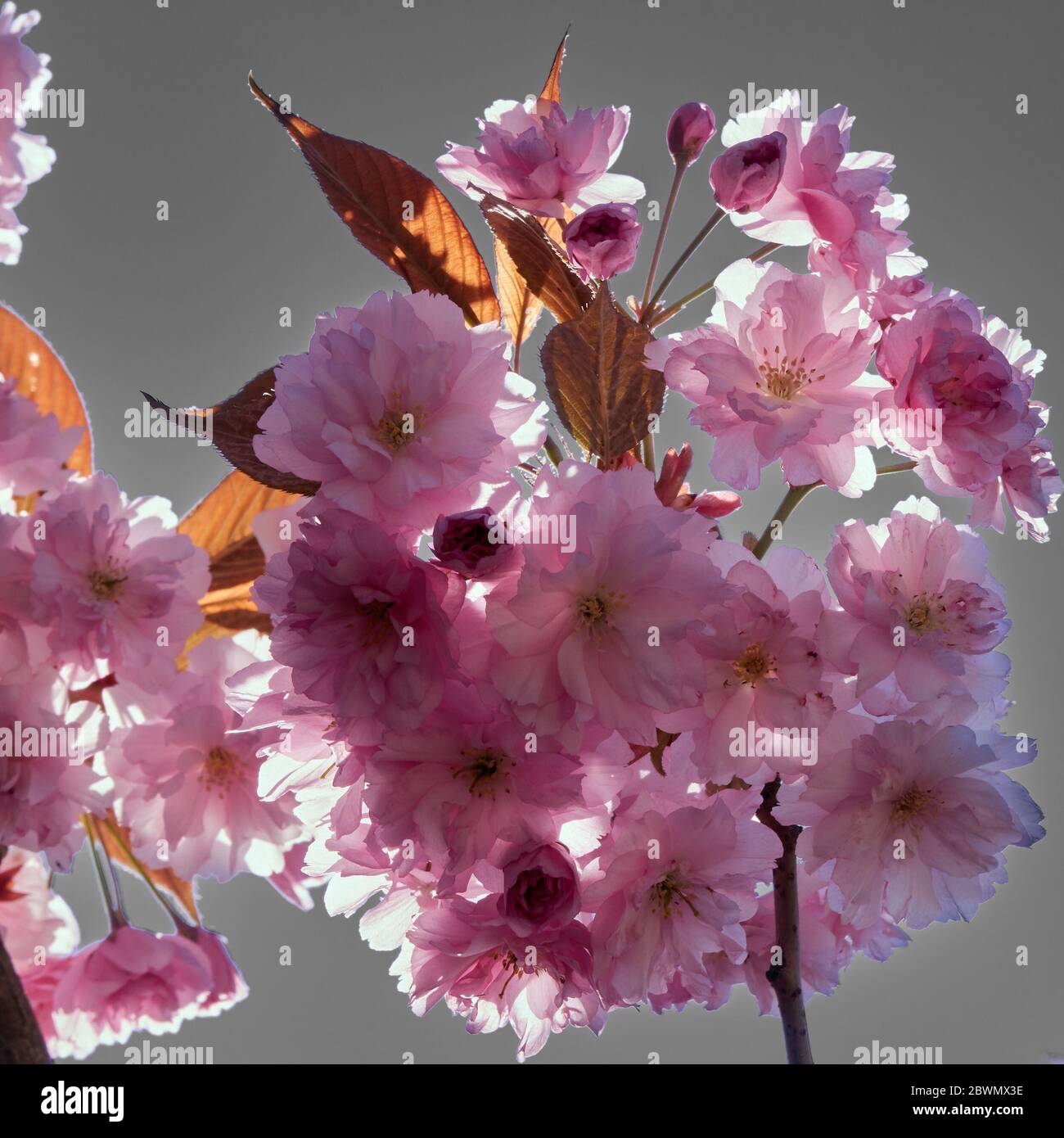 Pink cherry blossoms against the hard midday sun Stock Photo - Alamy