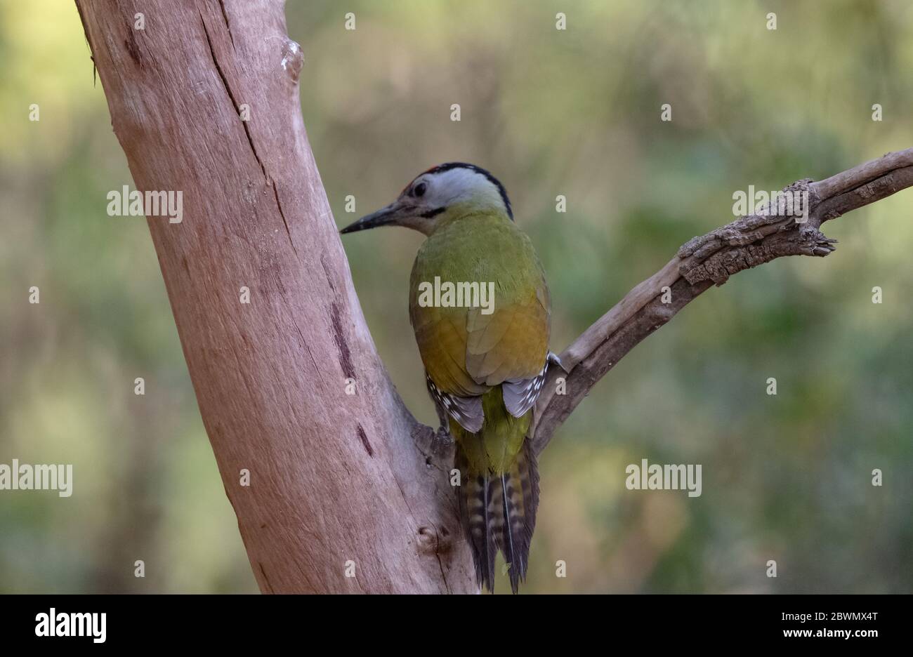 Grey-headed woodpecker (Picus canus) bird photographed in Sattal, India ...