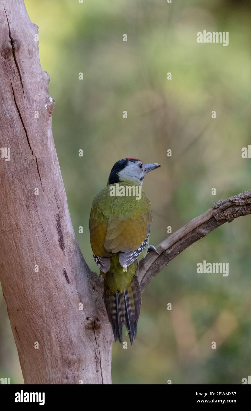 Grey-headed woodpecker (Picus canus) bird photographed in Sattal, India ...