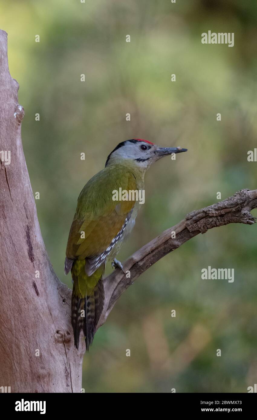 Grey-headed woodpecker (Picus canus) bird photographed in Sattal, India ...