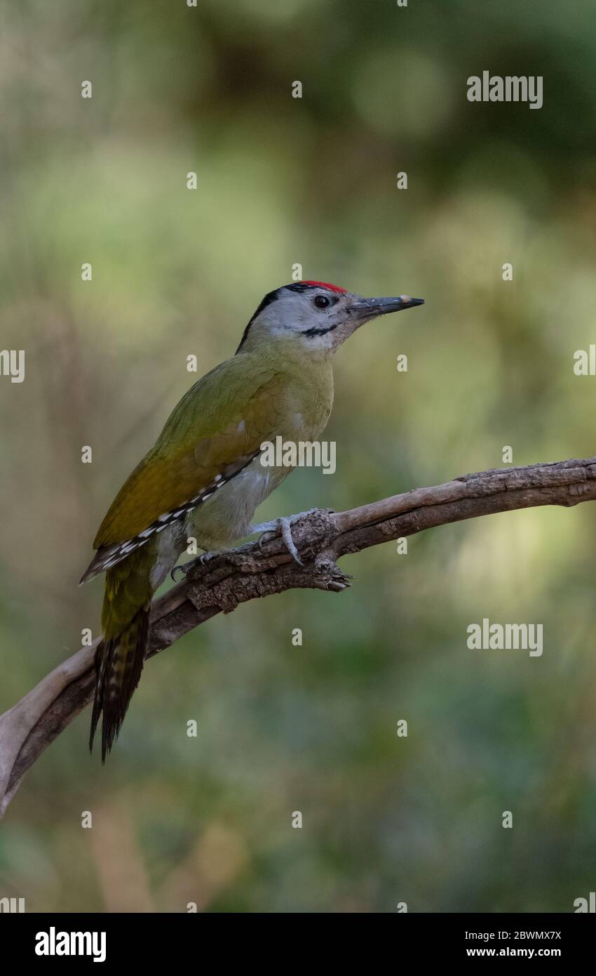 Canus major hi-res stock photography and images - Alamy