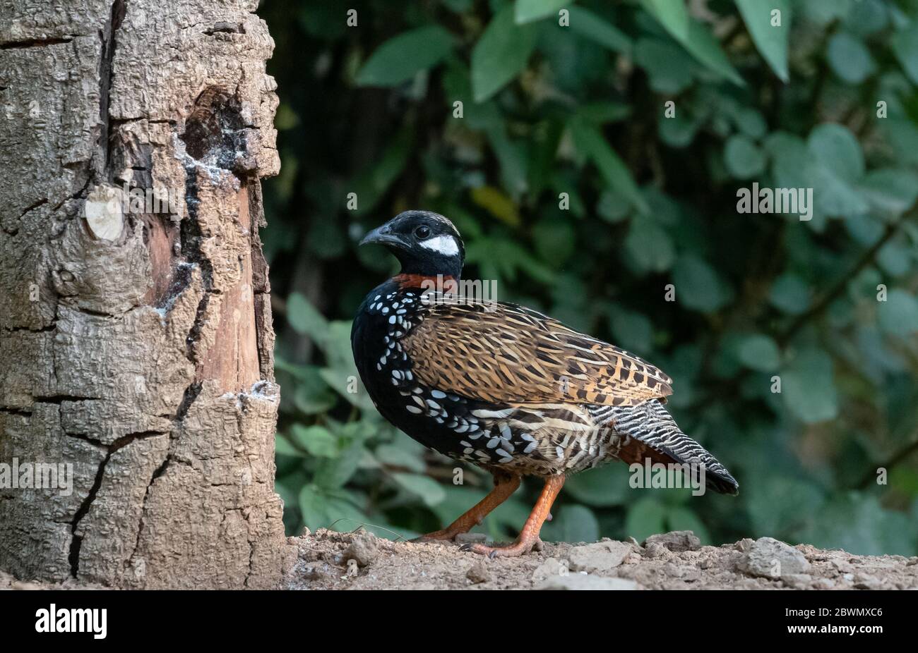 Black Francolin (Francolinus francolinus) male bird photographed in ...