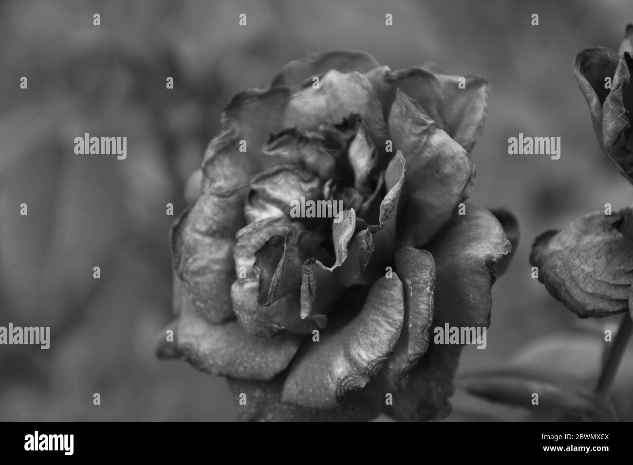 Gothic black and white hi-res stock photography and images - Alamy