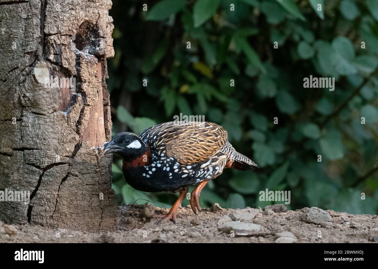 Black Francolin (Francolinus francolinus) male bird photographed in ...