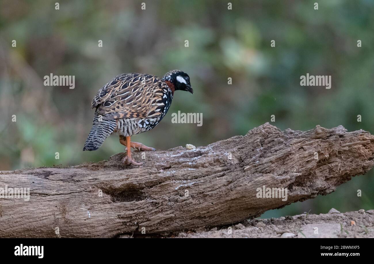 Black Francolin (Francolinus francolinus) male bird photographed in ...