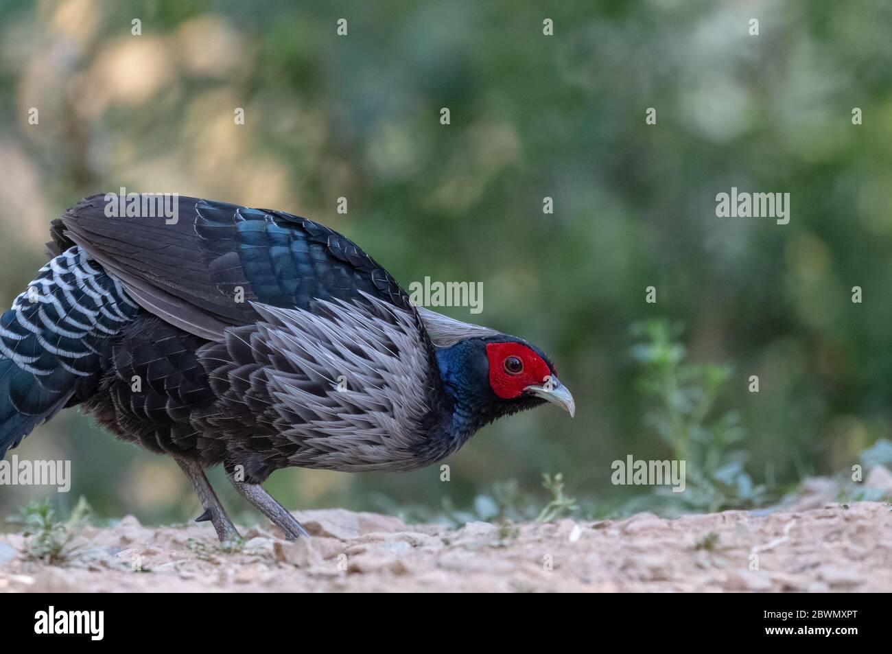 Kalij Pheasant (Lophura leucomelanos) bird photographed at Sattal ...