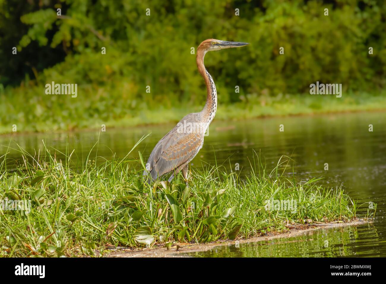 Goliath heron (Ardea goliath) or giant heron, a wading bird of the ...