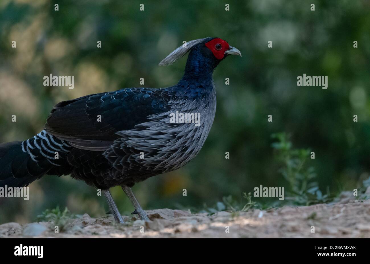 White Crested Kalij Pheasant