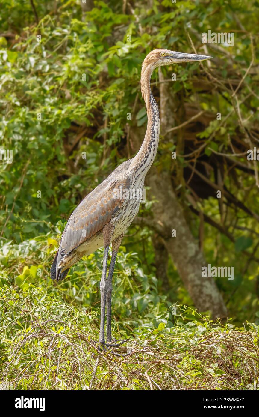 Goliath heron (Ardea goliath) or giant heron, a wading bird of the ...