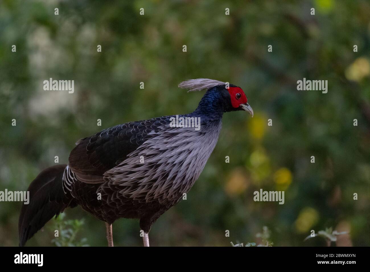 White Crested Kalij Pheasant