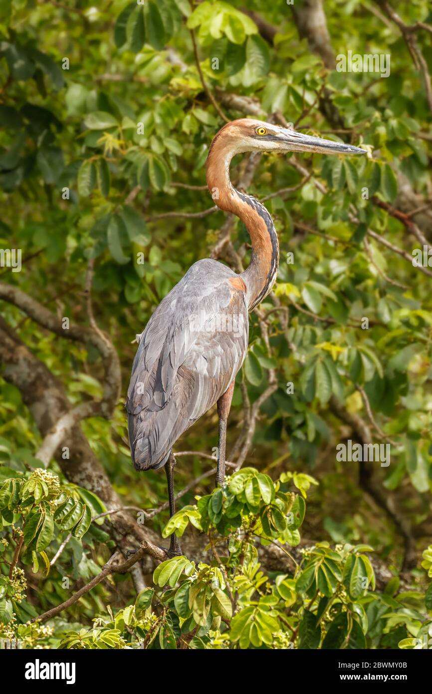 Goliath heron (Ardea goliath) or giant heron, a wading bird of the ...