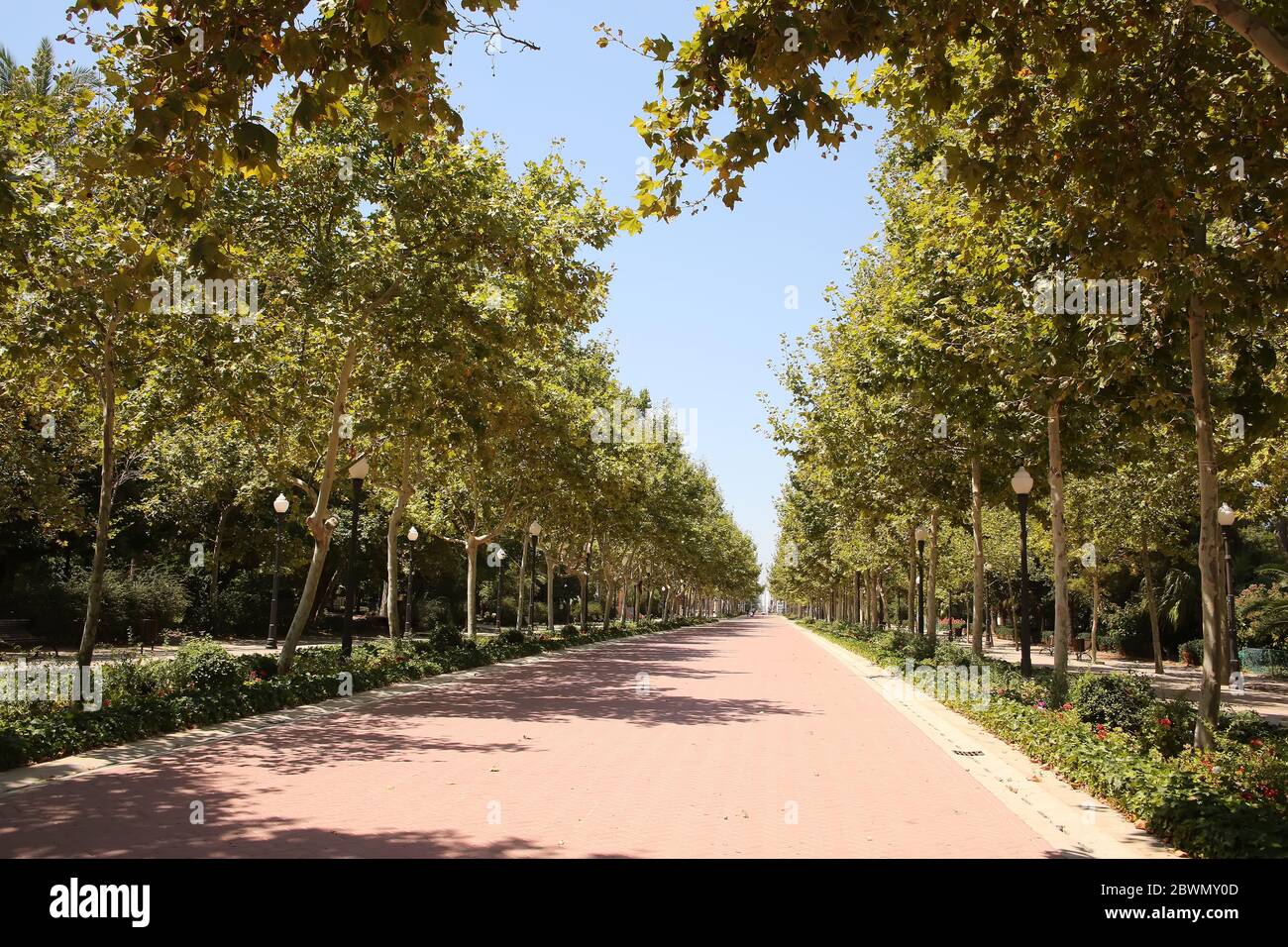 Tree lined paths hi-res stock photography and images - Alamy