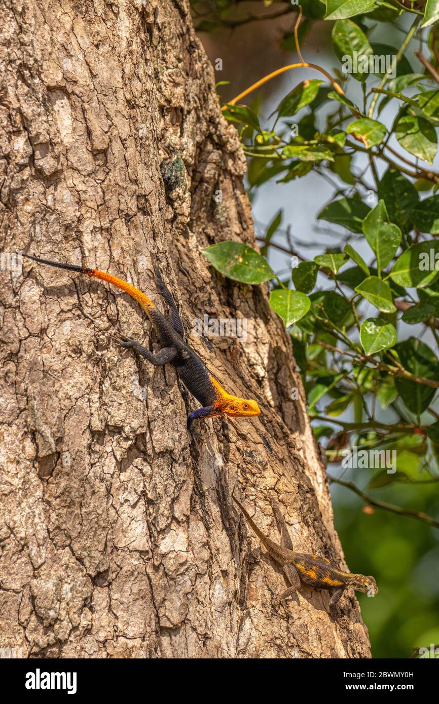 A male african rainbow lizard or red headed agama, Murchison Falls ...