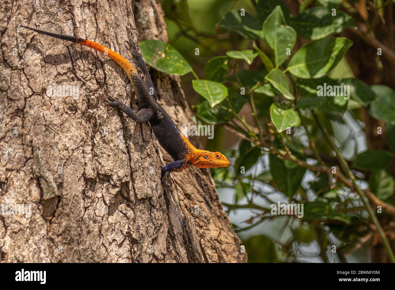 A male african rainbow lizard or red headed agama, Murchison Falls ...