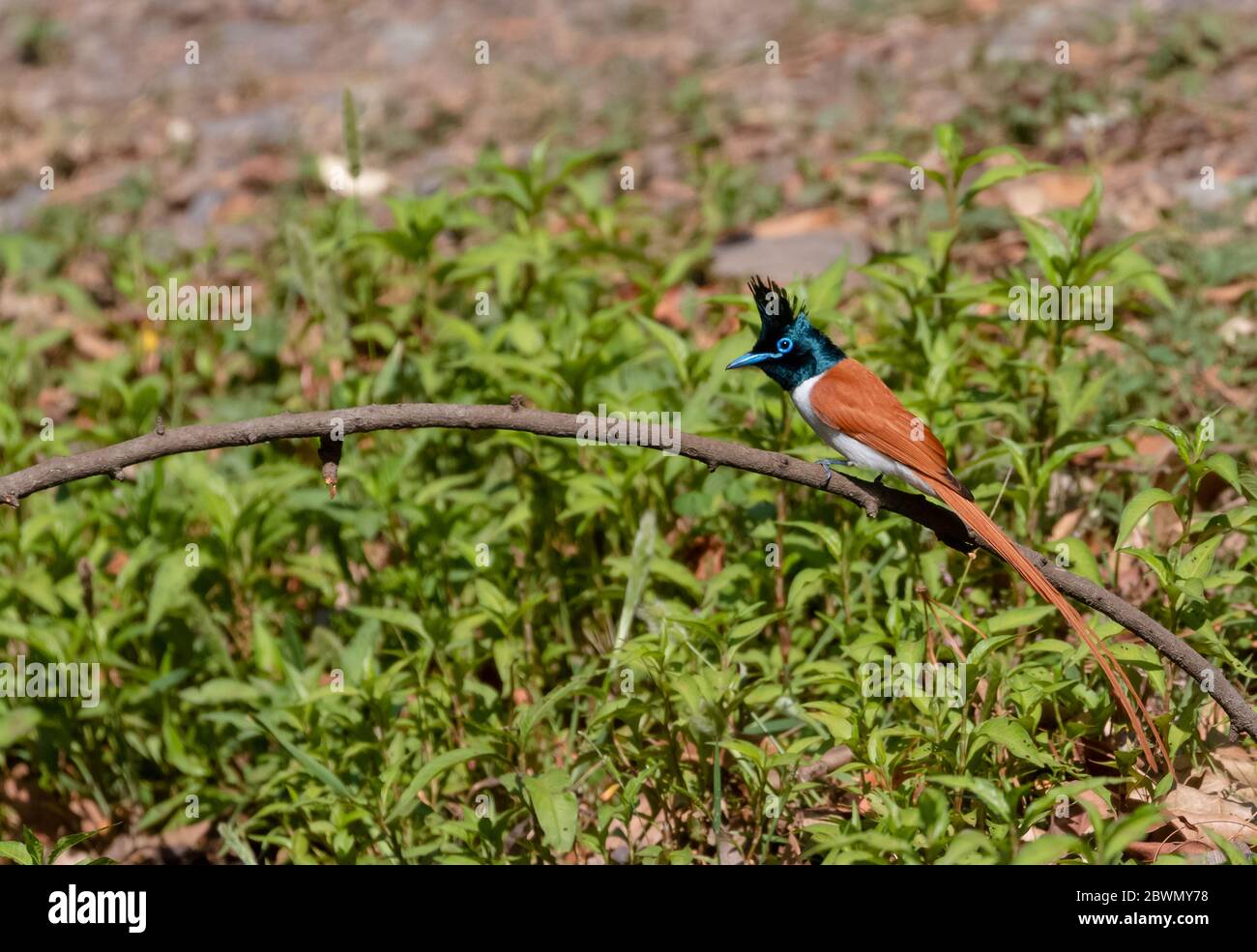 Sattal birds hi-res stock photography and images - Alamy