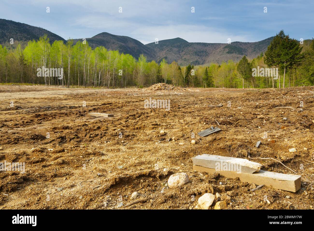Landing area of the Kanc 7 timber harvest project in the area of Forest ...