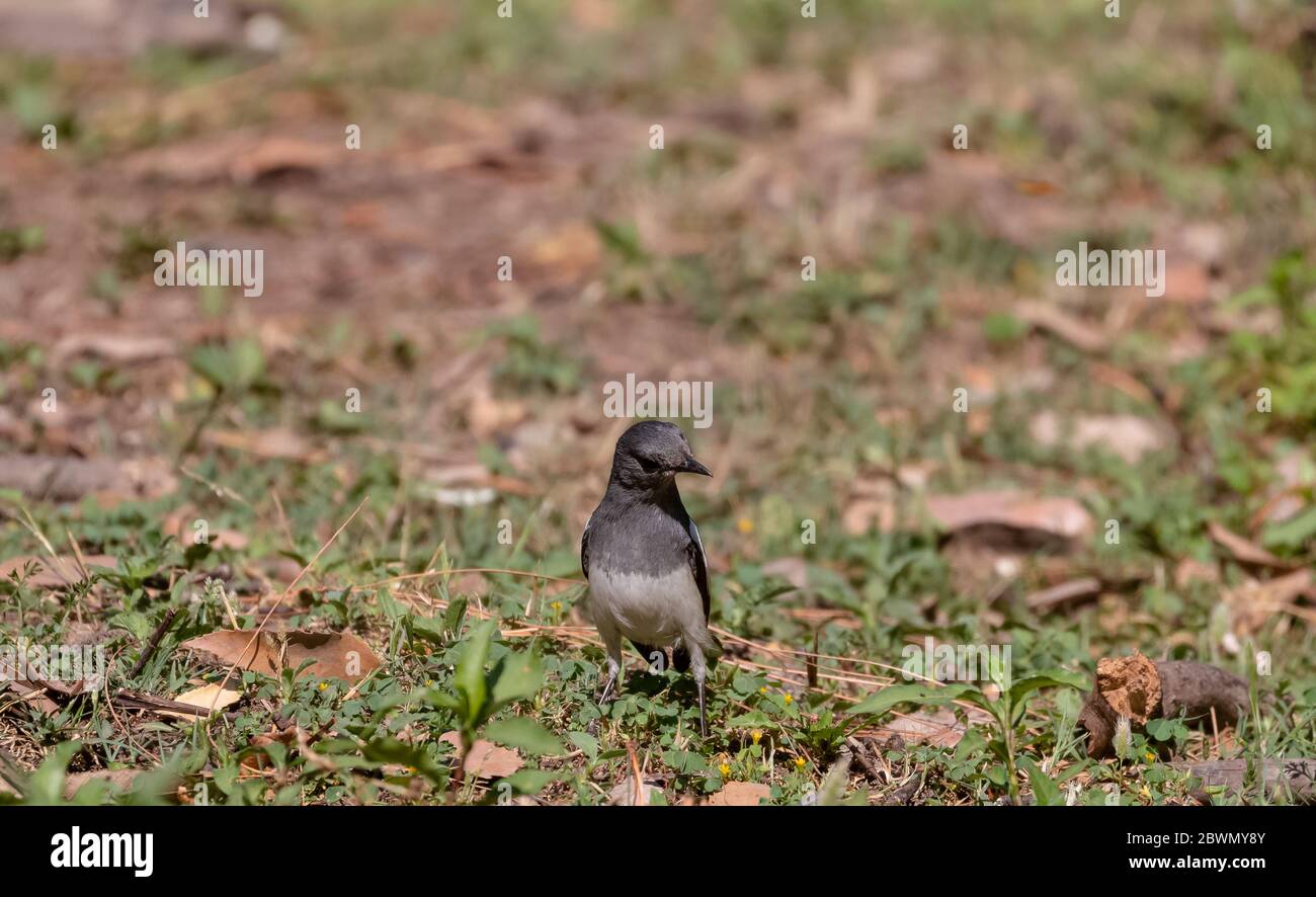Oriental Magpie-Robin (Copsychus saularis) female bird Stock Photo - Alamy