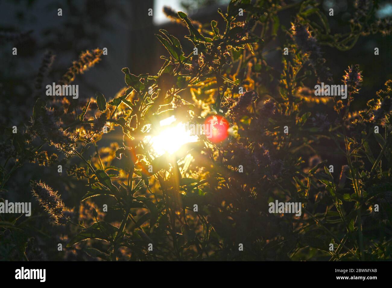 natural sun light ray between plants herbal Stock Photo - Alamy