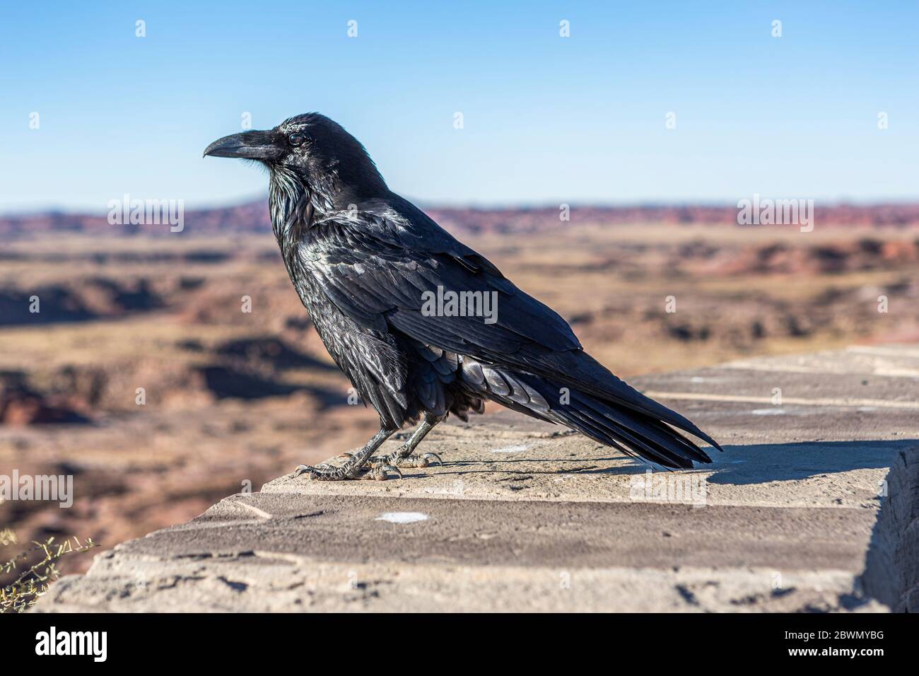 A Raven at the Painted Desert, Arizona Stock Photo - Alamy