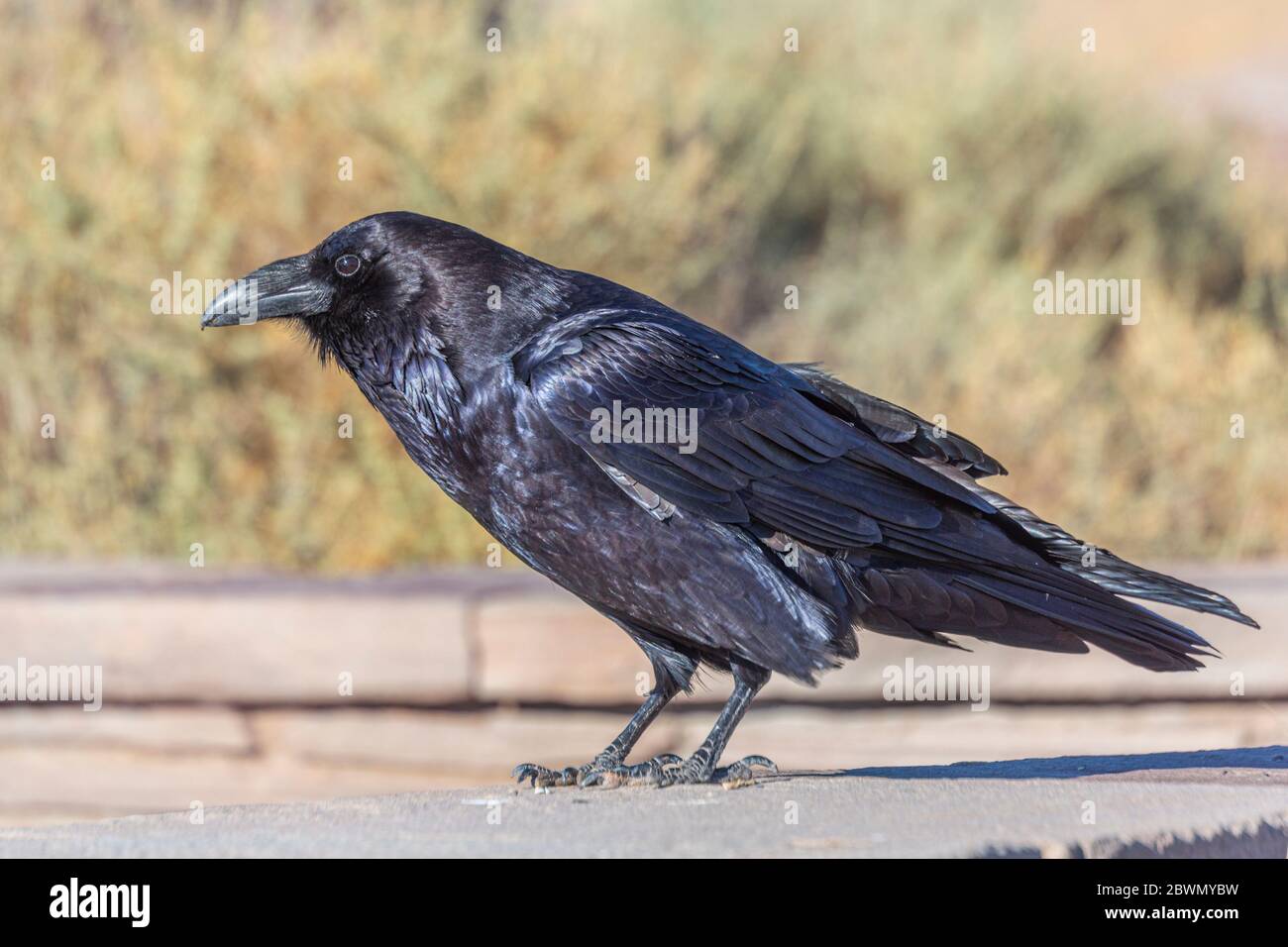 Arizona raven hi-res stock photography and images - Alamy
