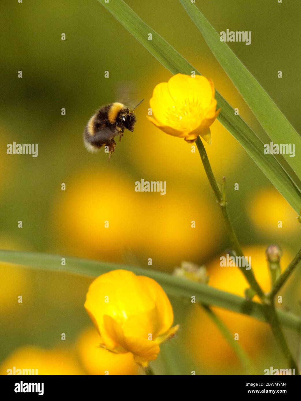 Flight of the bumblebee hi-res stock photography and images - Alamy