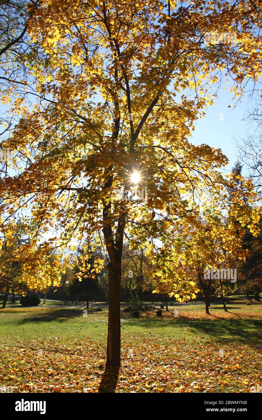autumn trees with yellow leaves, sun light Stock Photo - Alamy