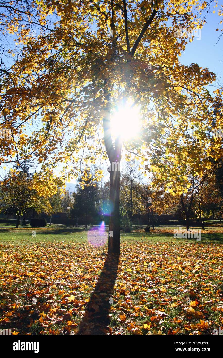 autumn trees with yellow leaves, sun light Stock Photo - Alamy