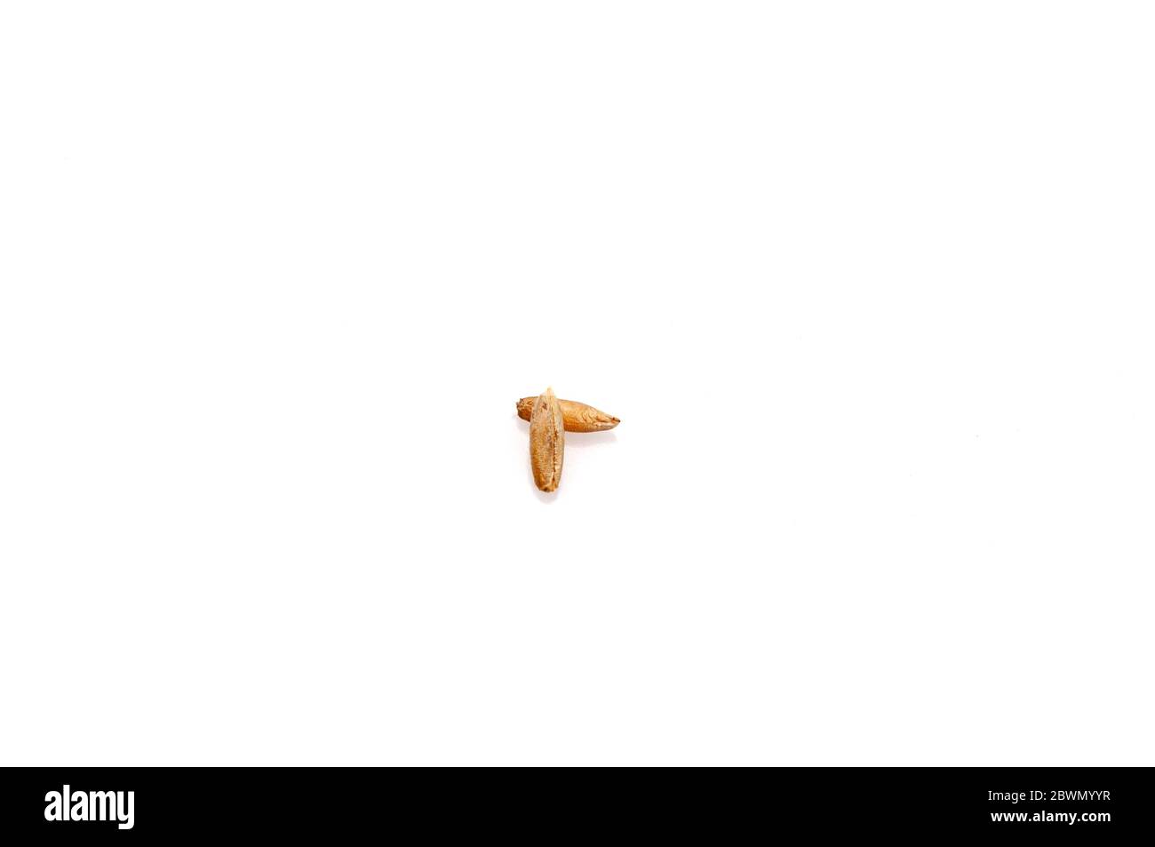 Two grains of barley on white background Stock Photo - Alamy