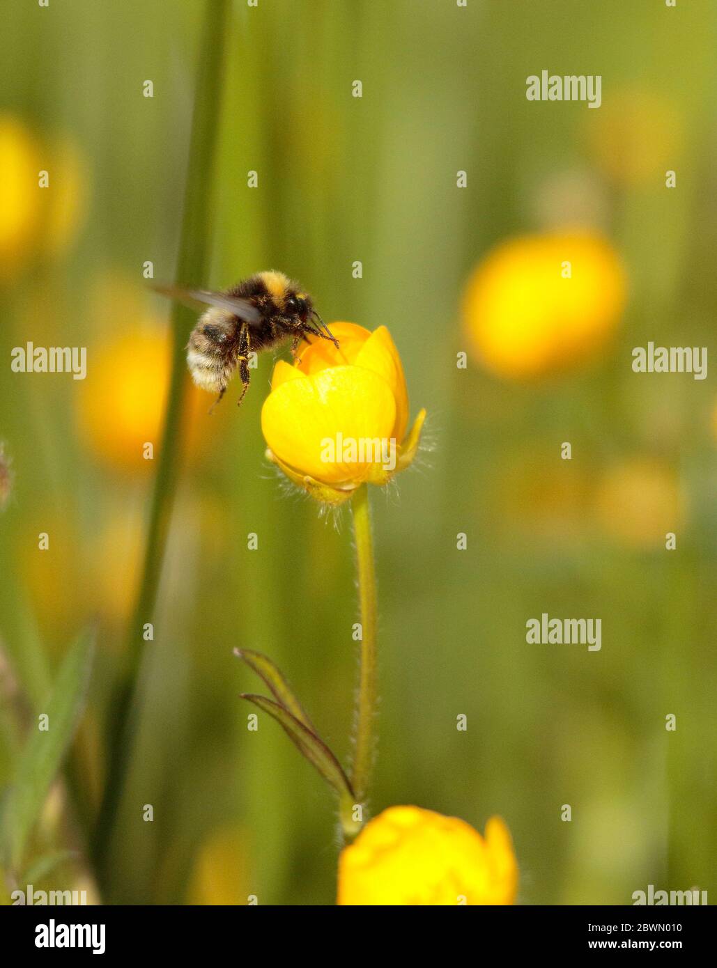 Bumblebee foraging among Buttercups Stock Photo - Alamy