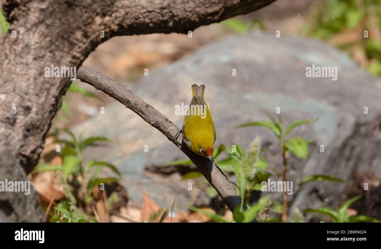 Indian white-eye or Oriental White-eye (Zosterops palpebrosus) bird ...