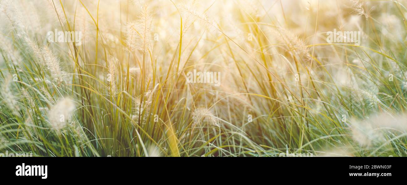 Meadow soft grass hi-res stock photography and images - Alamy