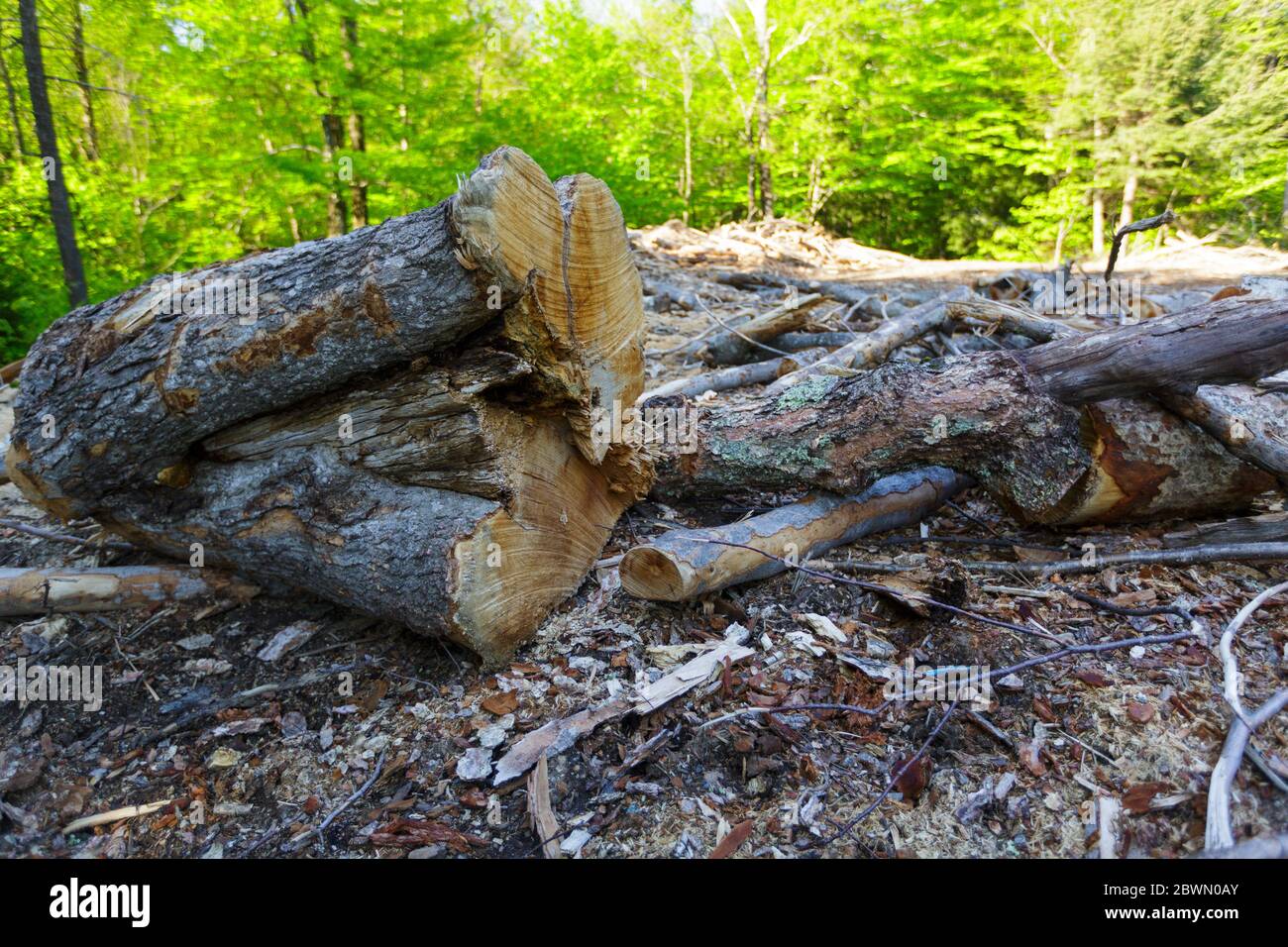 Landing / work area from the Kanc 7 Timber harvest project in the area ...
