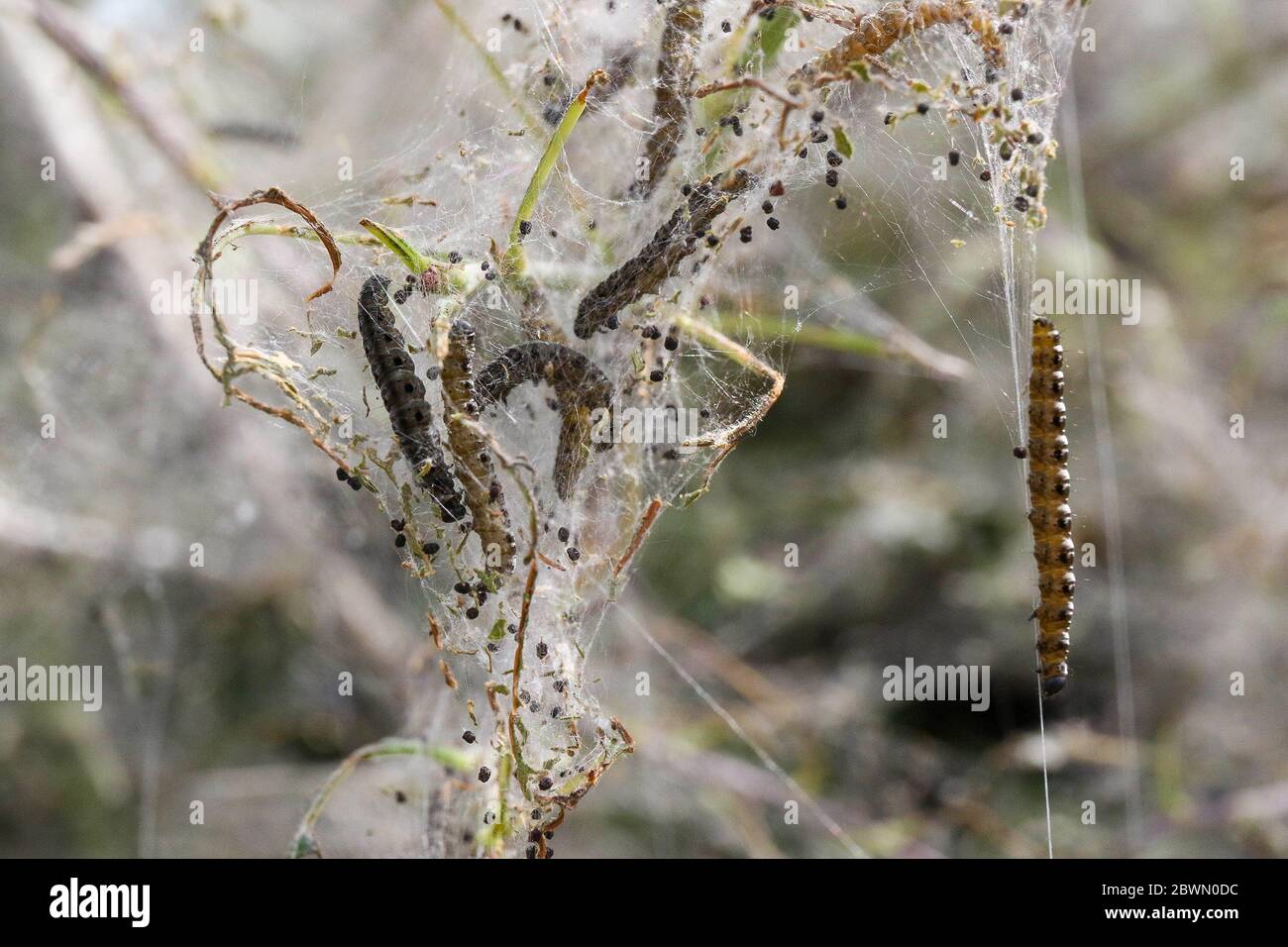 Ermine front hi-res stock photography and images - Alamy