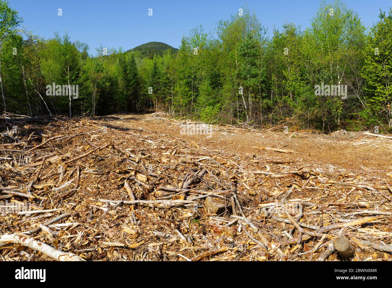 Logging skidder hi-res stock photography and images - Alamy