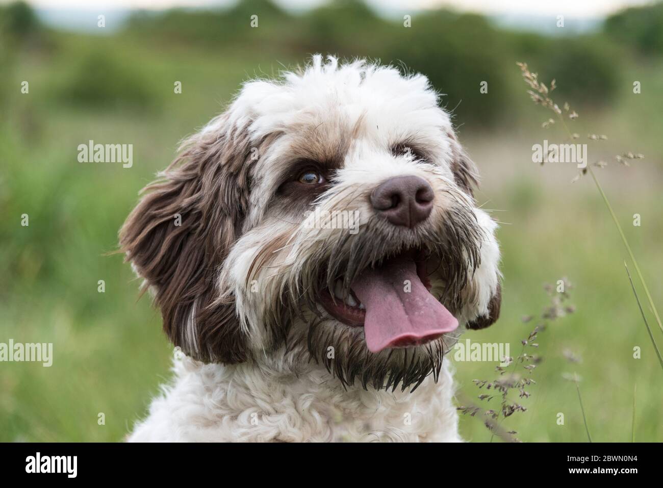 Australian Labradoodle, Chocolate parti, 9 months old, male, UK Stock ...