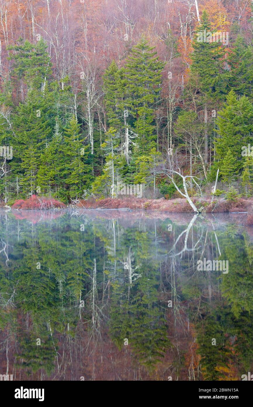 Reflection of trees in Upper Hall Pond in Sandwich, New Hampshire. This ...