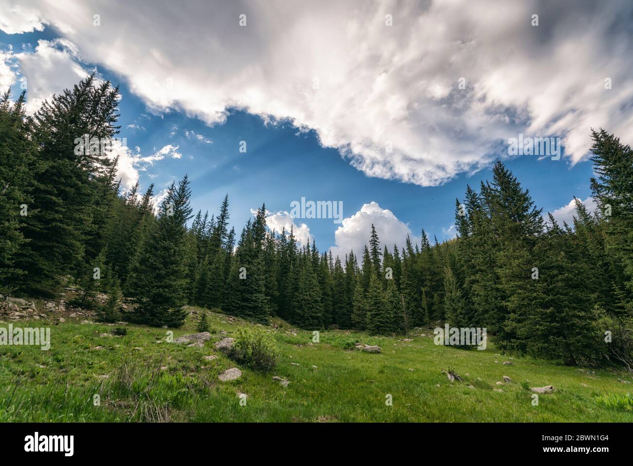 Forest Landscape in the Mount Evans Wilderness Stock Photo - Alamy