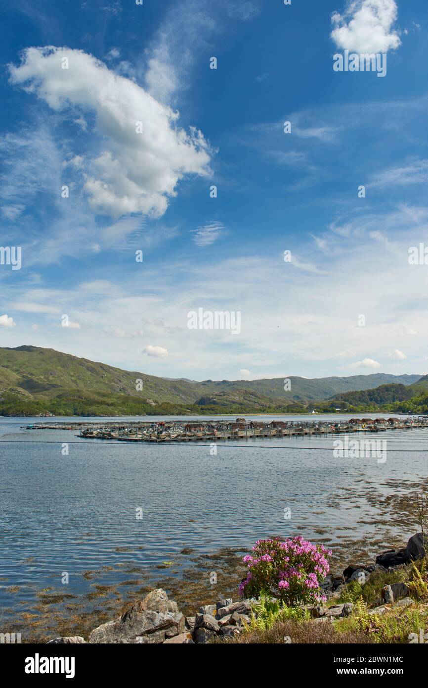 WEST COAST HIGHLANDS SCOTLAND SALMON FISH FARM IN SEA LOCH AILORT A ...