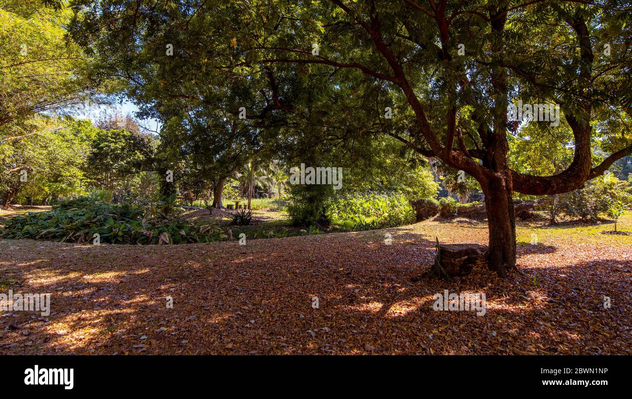 Teratai hi-res stock photography and images - Alamy