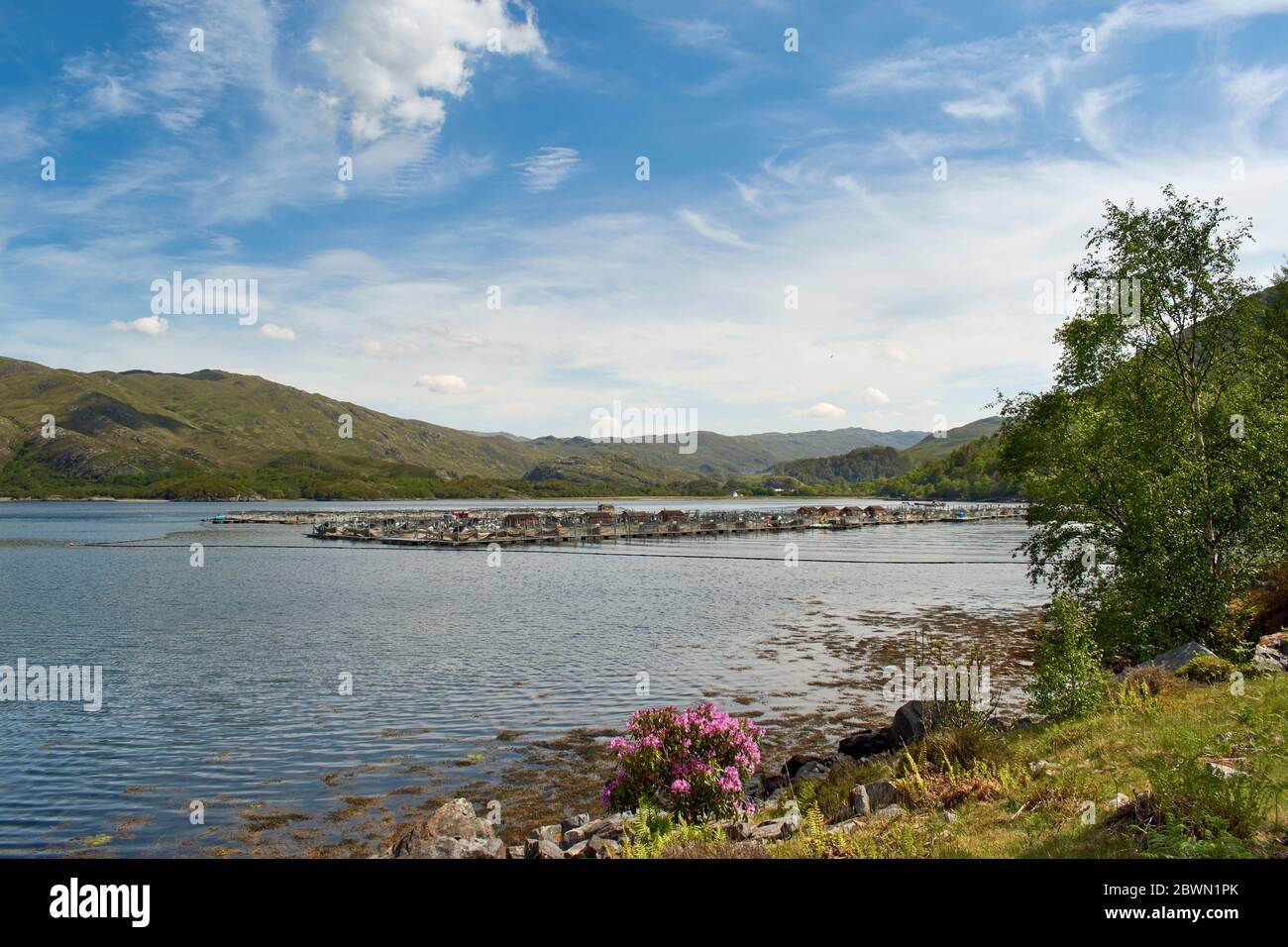 Scottish industry salmon marine environment hi-res stock photography ...