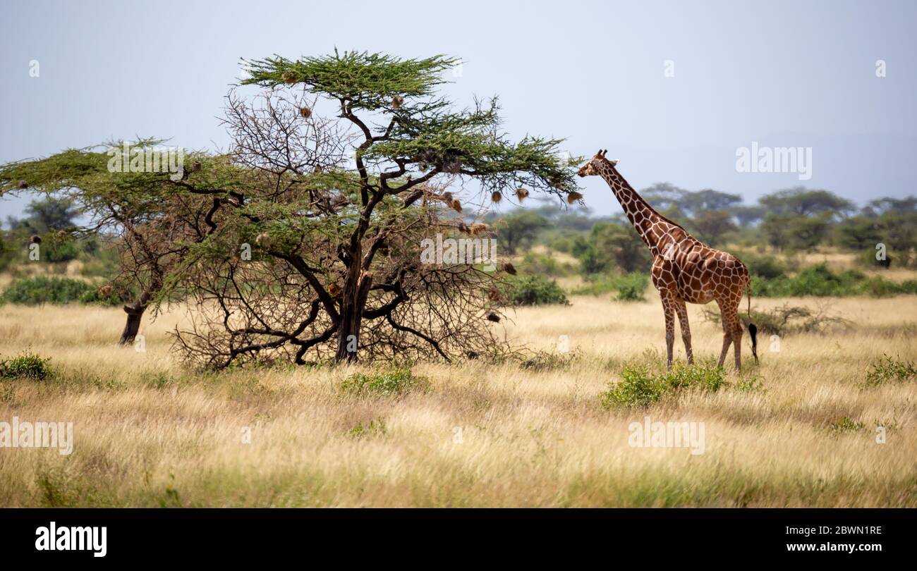 A Somalia giraffes eat the leaves of acacia trees Stock Photo - Alamy