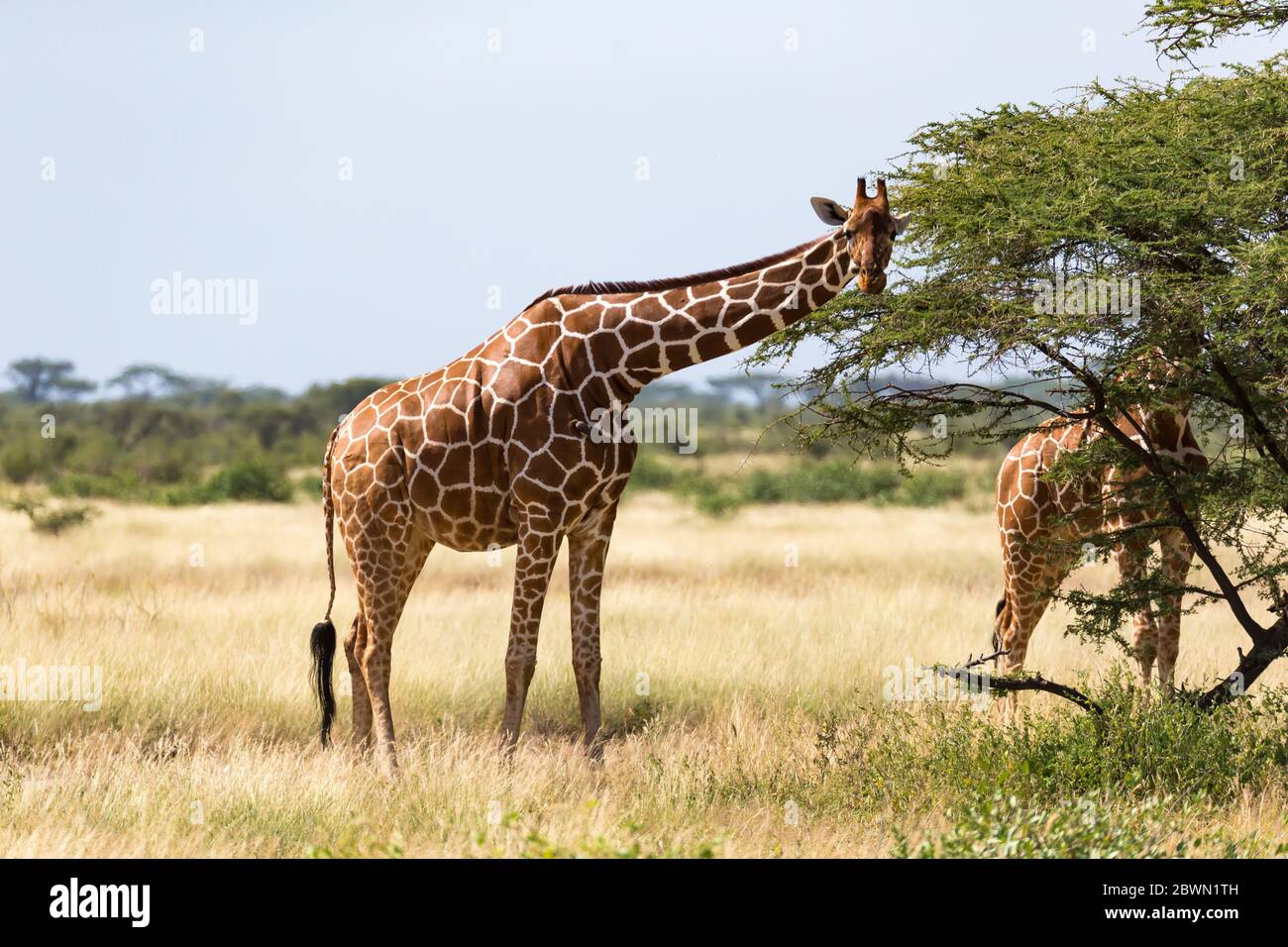 The giraffe group eats the leaves of the acacia trees Stock Photo - Alamy