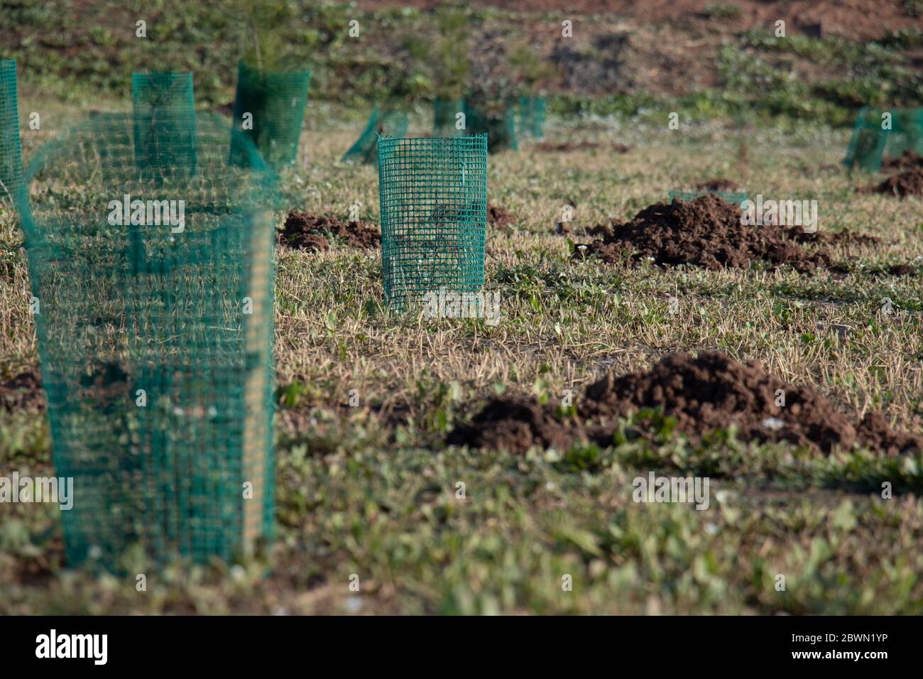 Reforestation of area affected by fire Stock Photo - Alamy