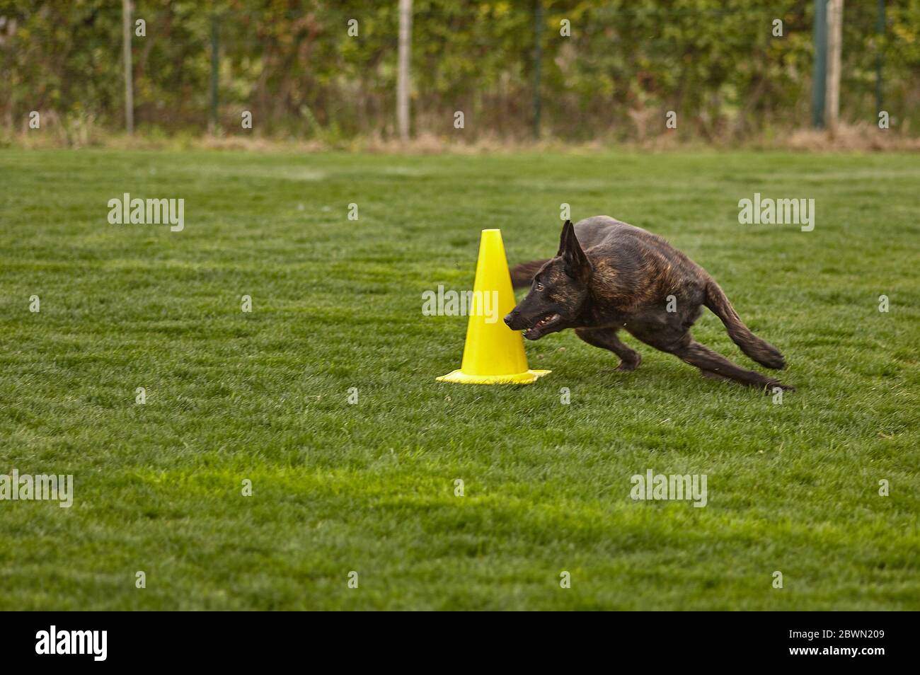 Big sur dog hi-res stock photography and images - Alamy