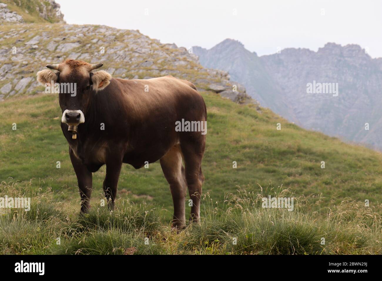 Skinned cow hi-res stock photography and images - Alamy