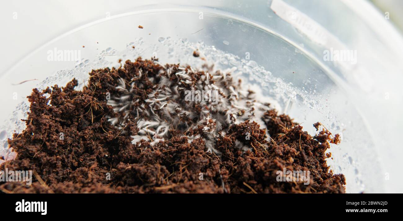 mushroom cultivation at home. Colonization of the substrate with ...