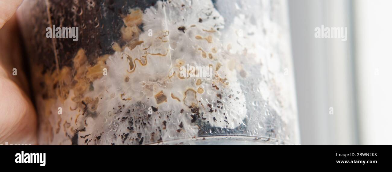mushroom cultivation at home. Colonization of the substrate with ...