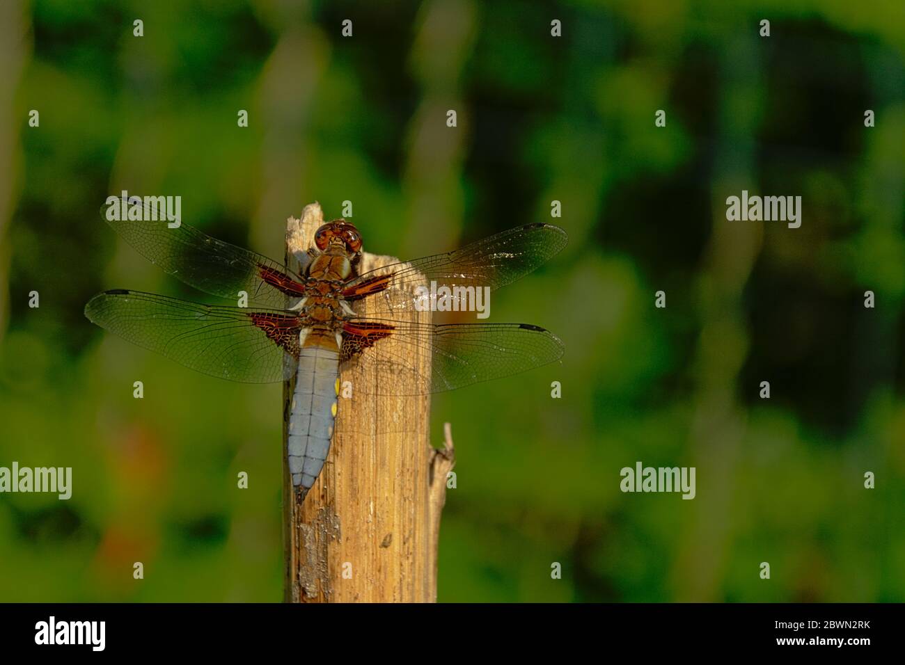 Blue dragonfly sitting on a pole, side view - Anisoptera Stock Photo ...